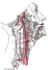 Carotid Artery Dissection (Dissection of Carotid Artery): Symptoms ...